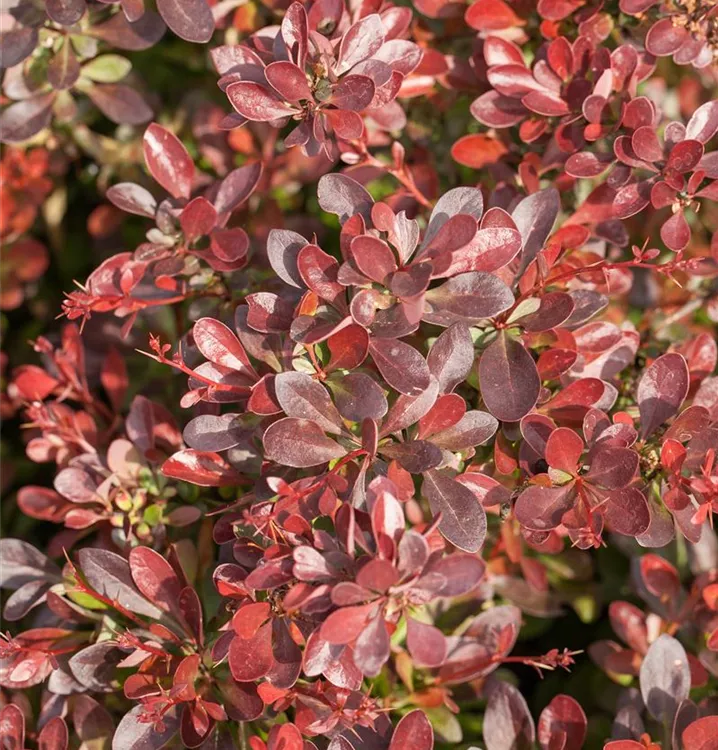 Berberis thunbergii 'Atropurpurea Nana'