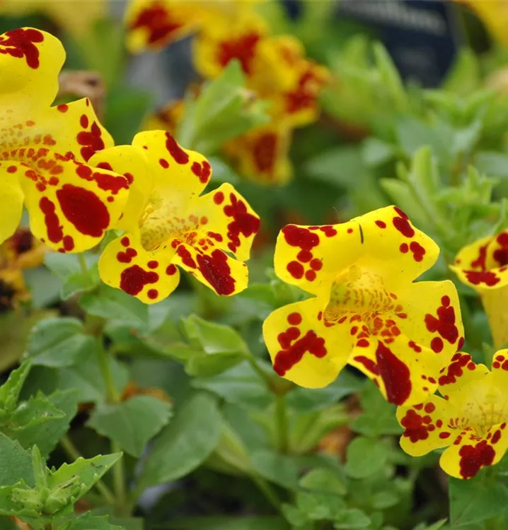 Mimulus x hybrida