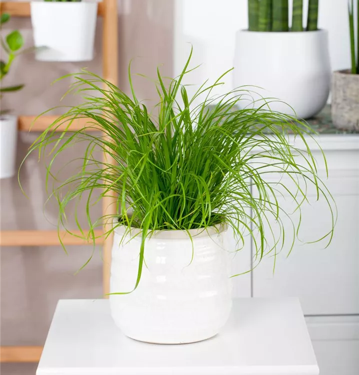 Cyperus zumula