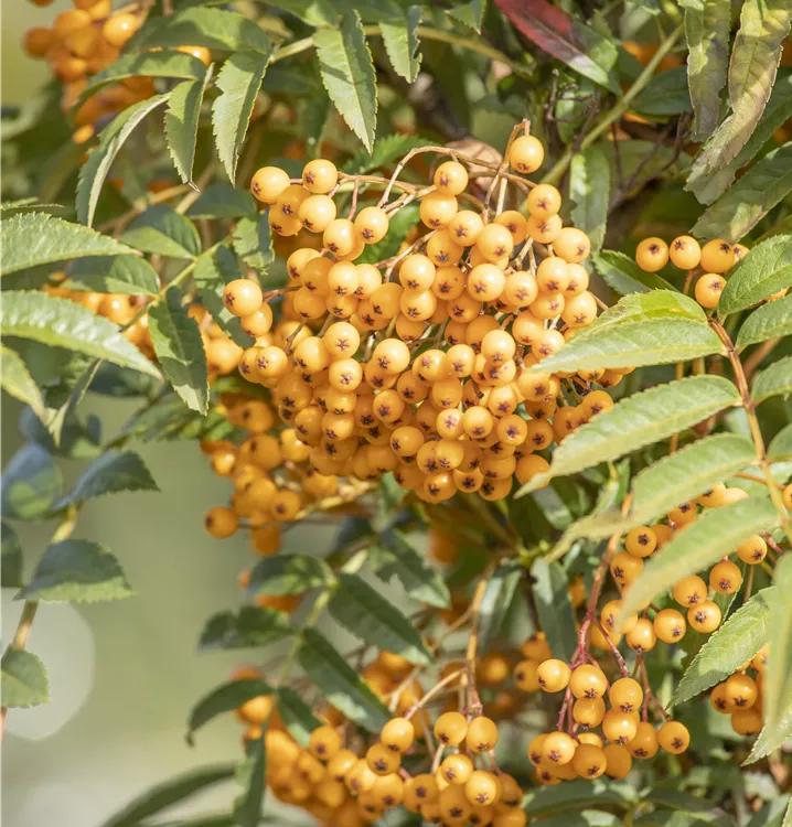Sorbus aucuparia 'Autumn Spire'®
